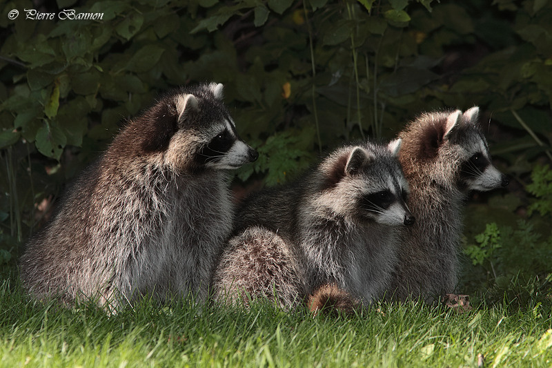 RATON LAVEUR - Extermination et capture de Ratons laveurs (APSM ...