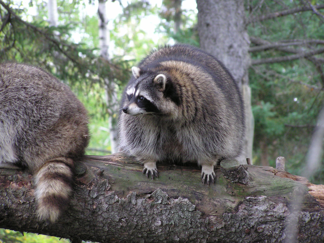 RATON LAVEUR - Extermination et capture de Ratons laveurs (APSM ...